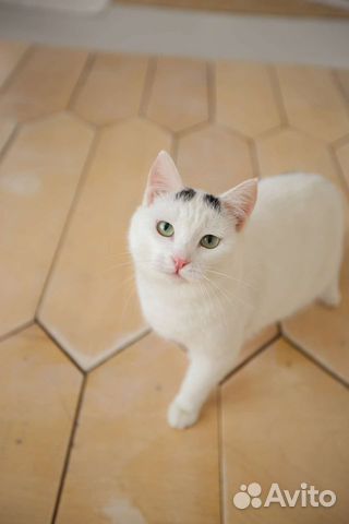 Кошка