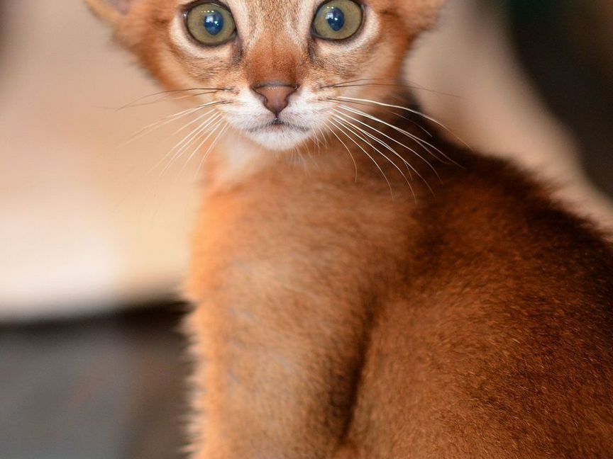 Котята мальчики (абисинская)