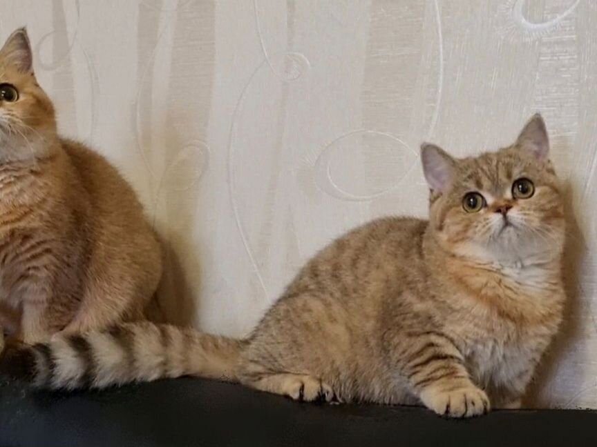 Золотая девочка