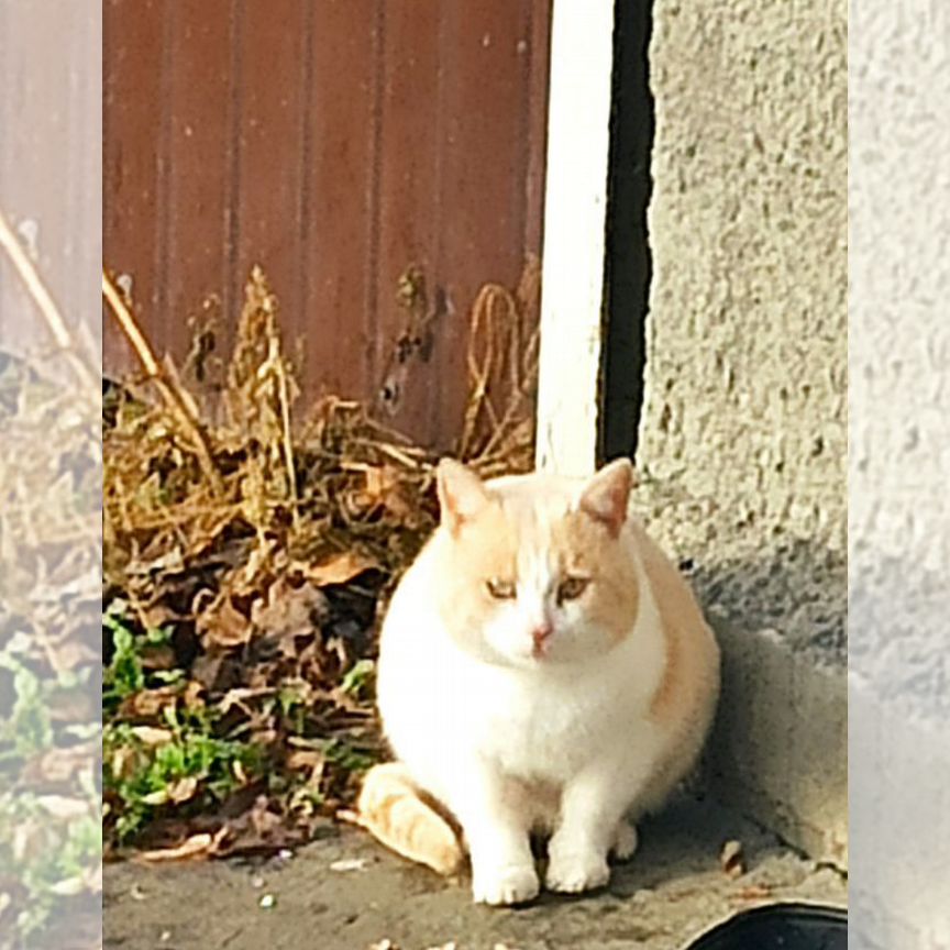 Кот
