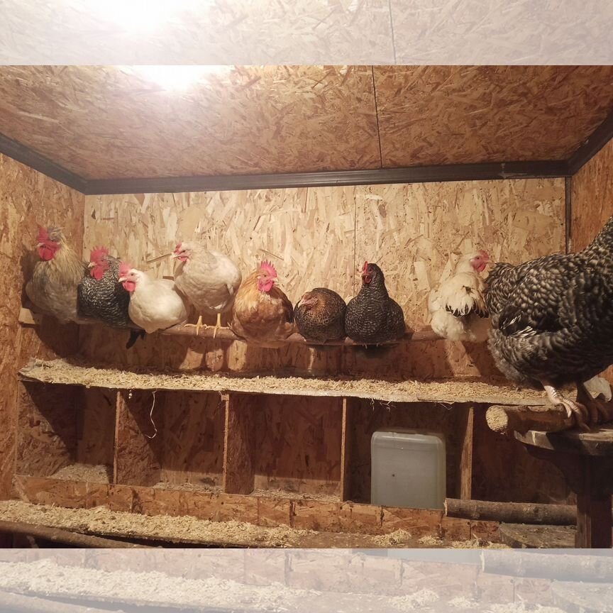 Куры молодки несушки