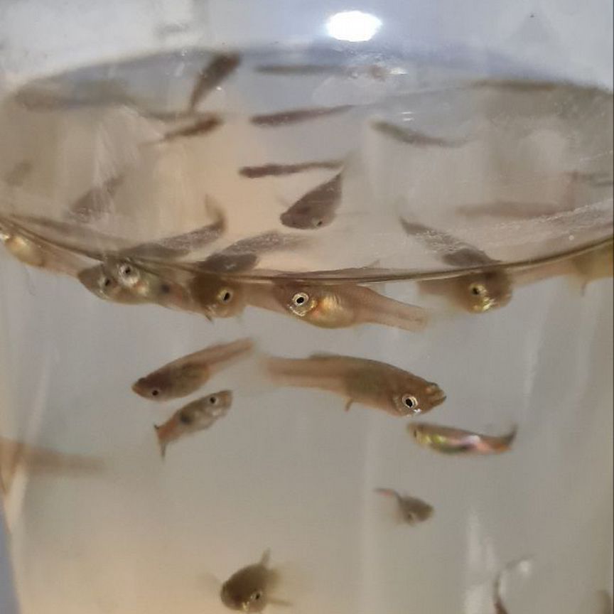 Рыбки гупешки бесплатно