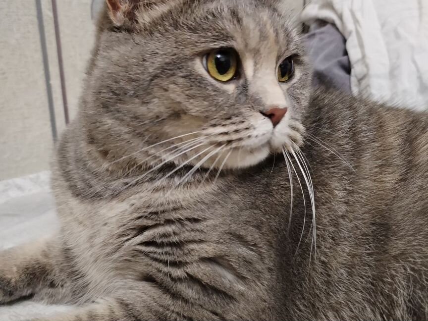 Шотландская прямоухая кошка