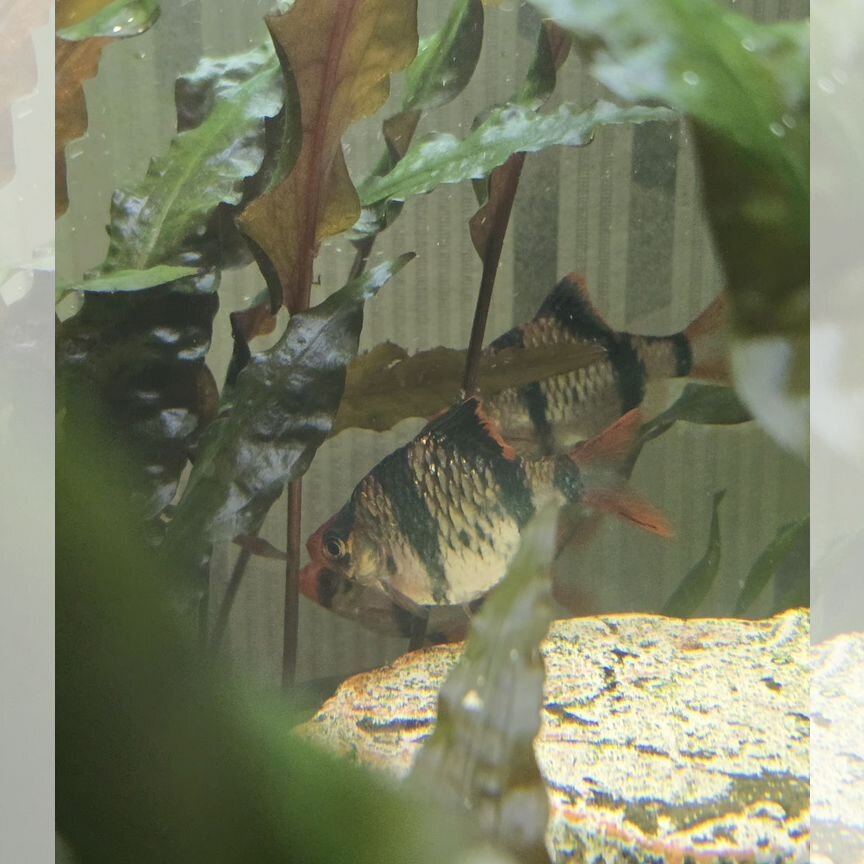 Суматранские барбусы обмен