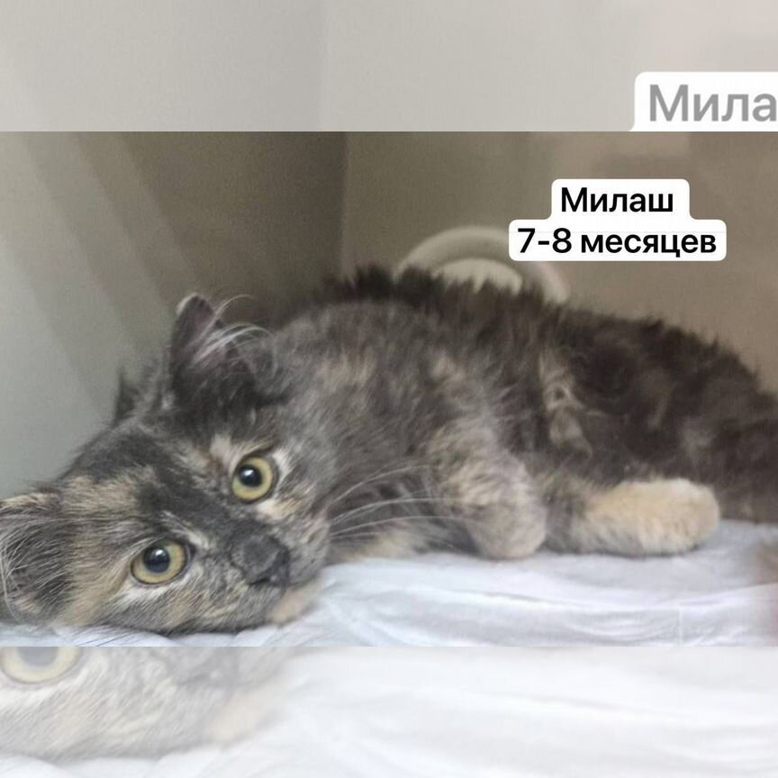 Кошка, котёнок в добрые руки