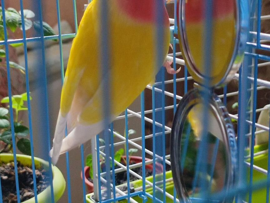 Попугай неразлучники девочка