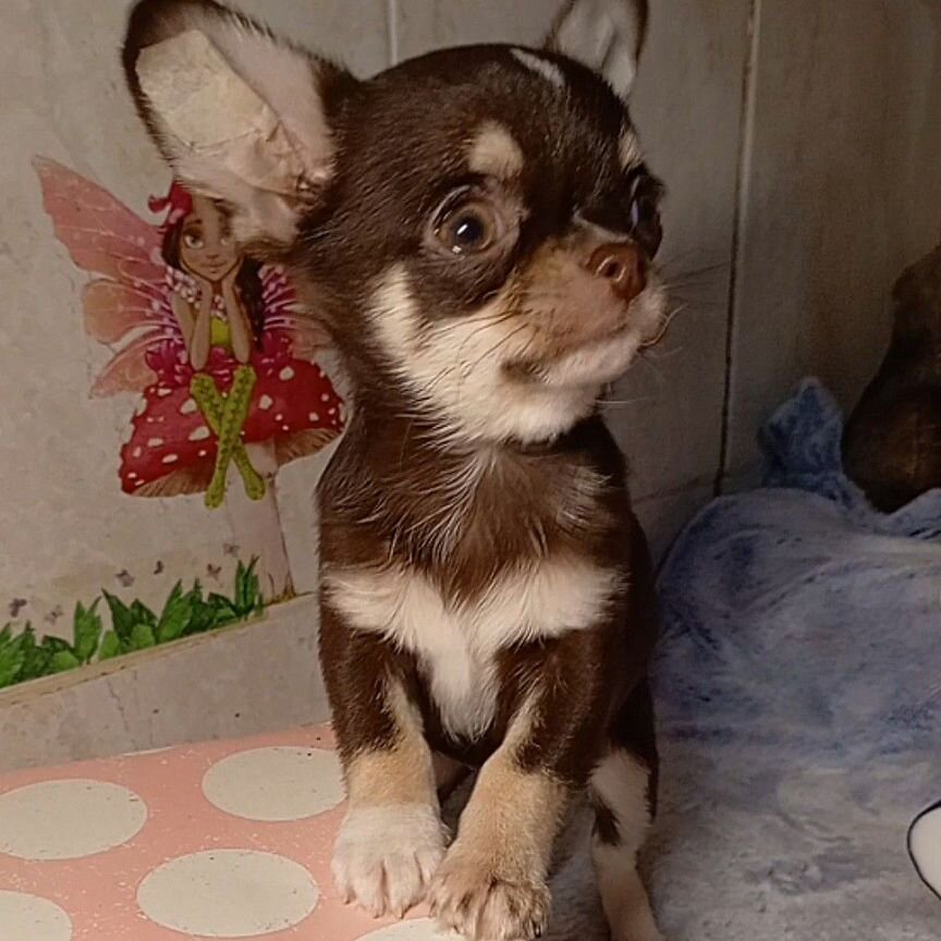 Чихуахуа малышка
