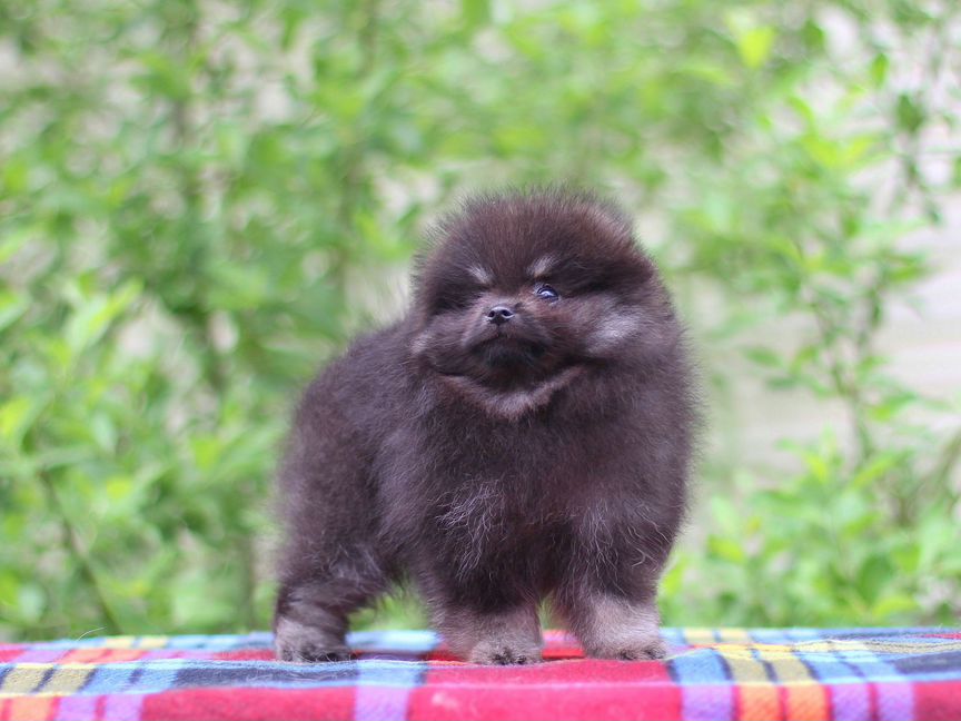 Щенки померанского шпица