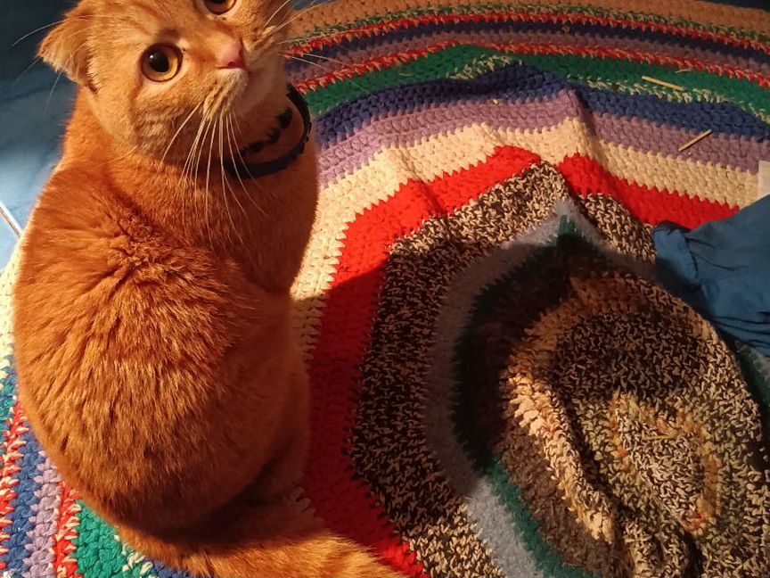 Кот весноухий британец