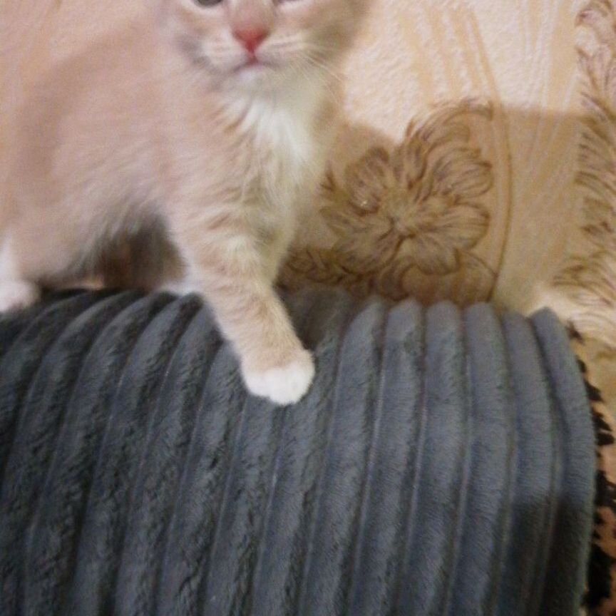 Котята в добрые руки бесплатно