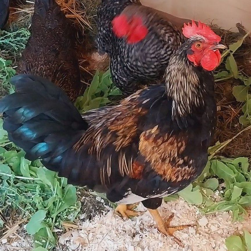 Молодые петухи