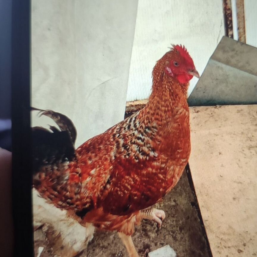 Петух чешский доминант