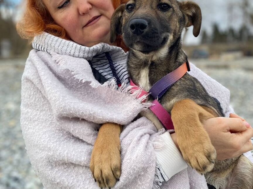 Щенок в добрые руки милый ангелочек Хейли