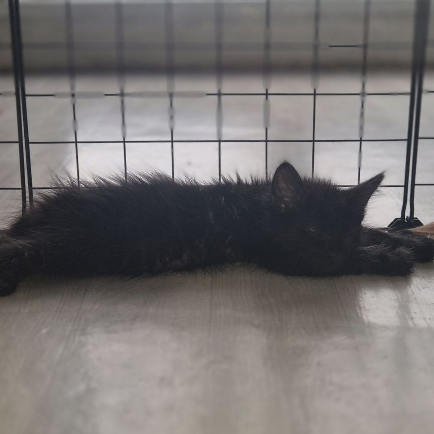 Мейн-кун котёнок