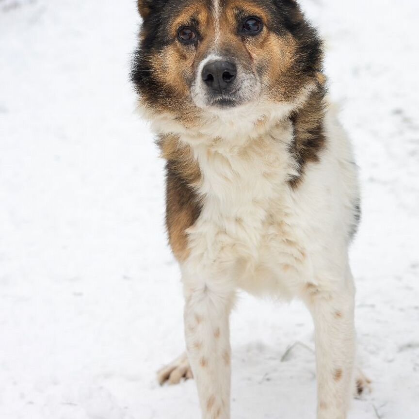 Собака старичок Том на доживание