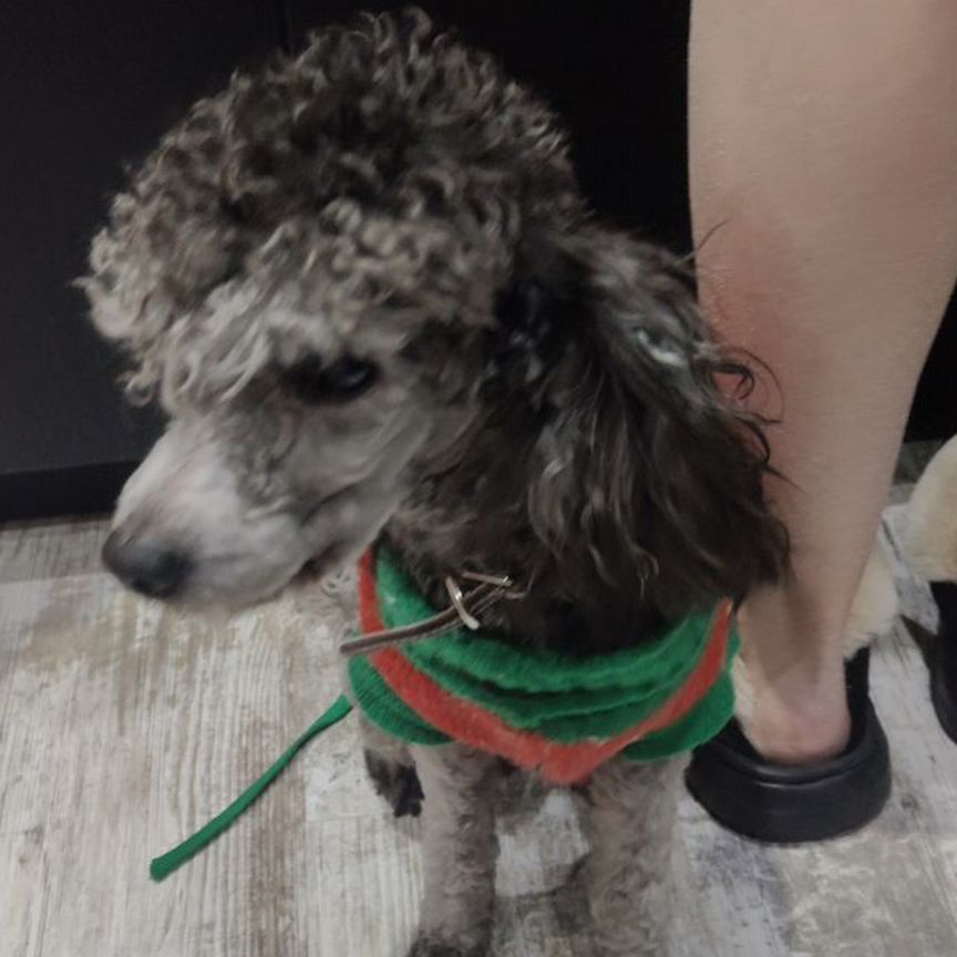 Карликовый пудель, щенок