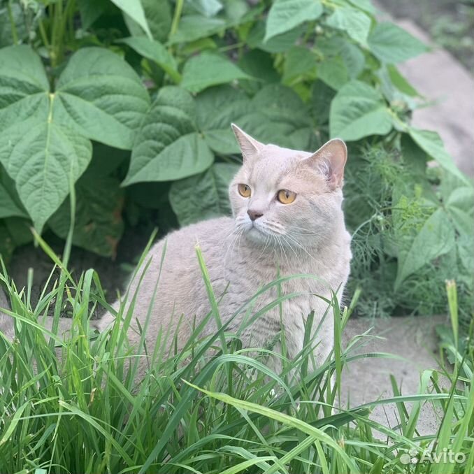 Британская кошка стерилизованная