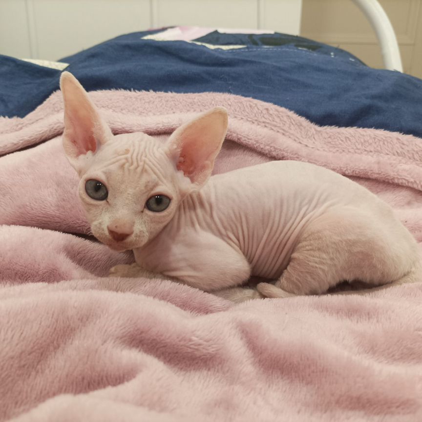 Котёнок сфинкс