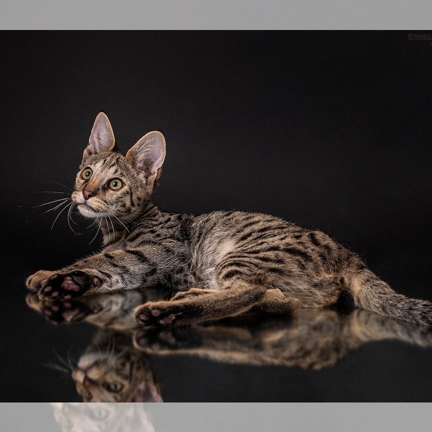 Саванна котёнок
