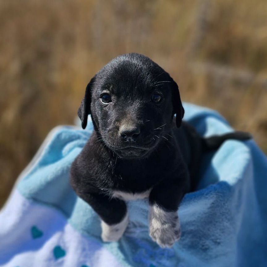 Охотник Пират ждет вас йо-хо-хо