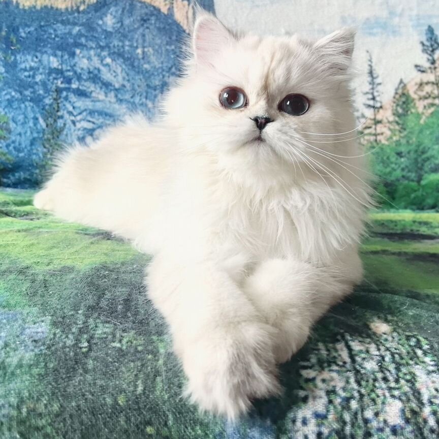 Шотландская длинношерстная кошка