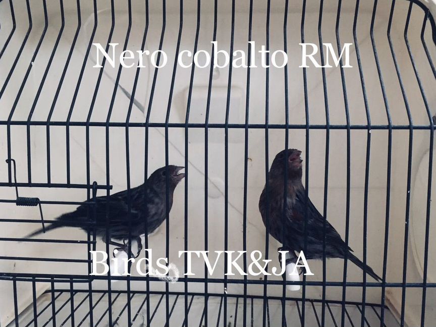 Кенара и канарейки черный cobalt кр. моз