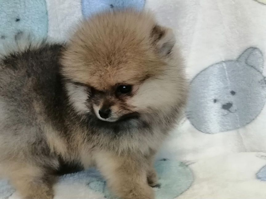 Померанский шпиц медвежьего типа мини