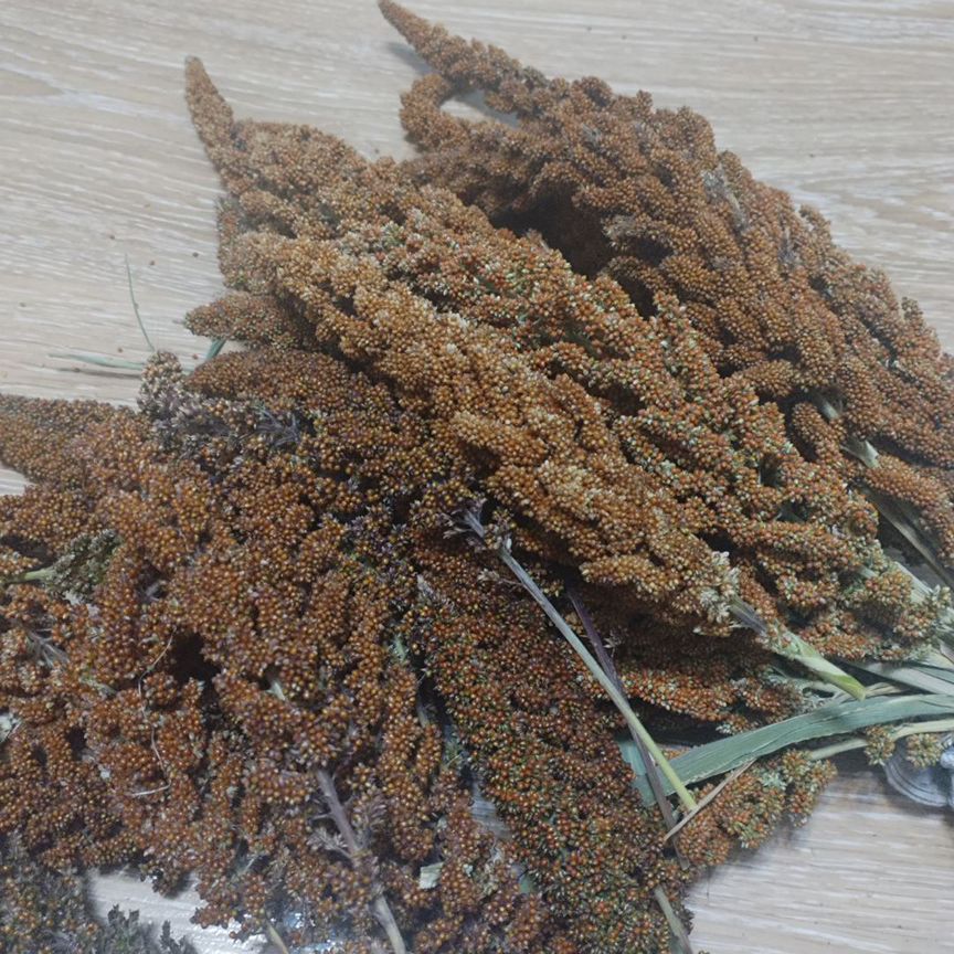 Колоски чумиза