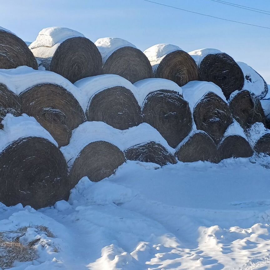 Сено по цене соломы