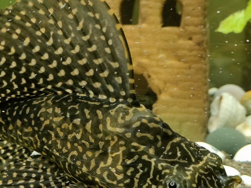 Сом птеригоплихт