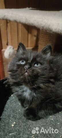 Черный котенок
