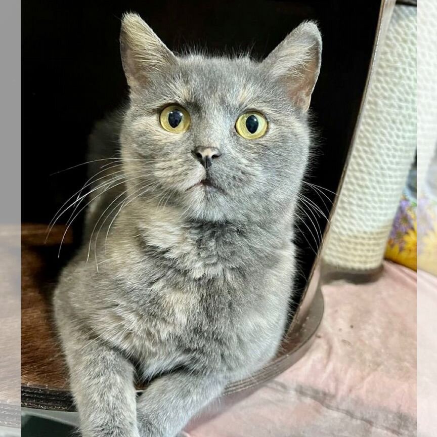 Взрослая, Девочка кошка в добрые руки