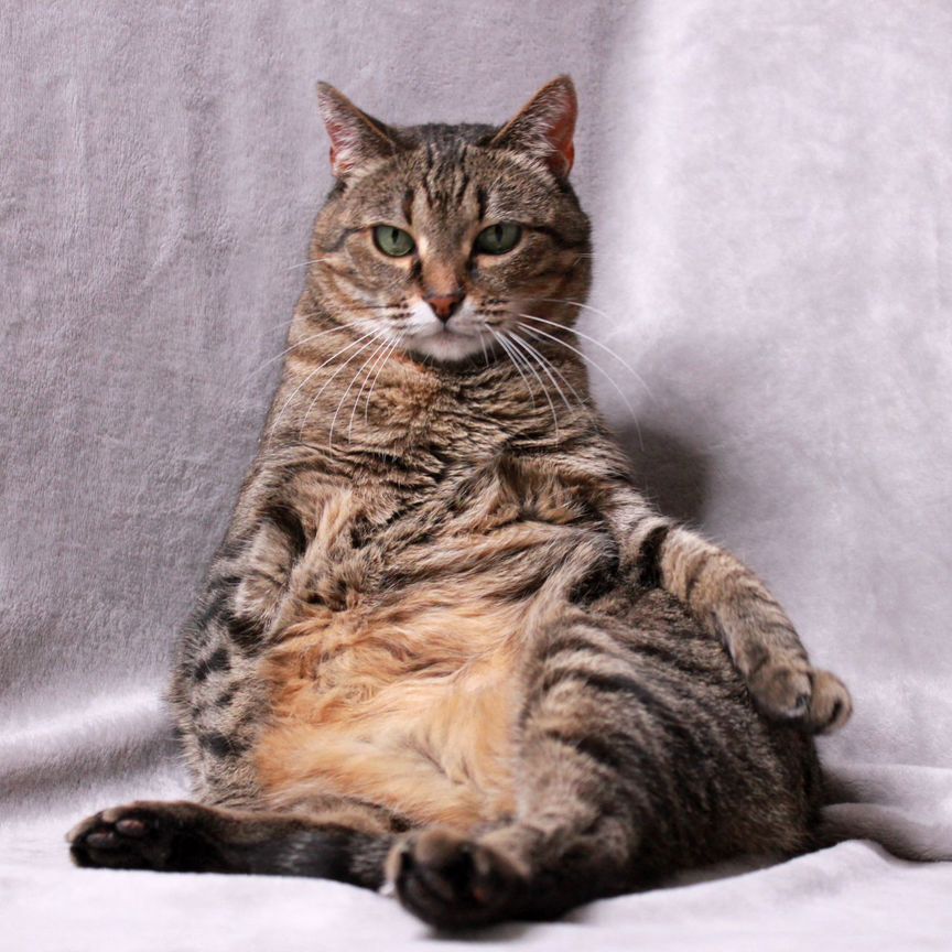 Полосатая кошка в добрые руки