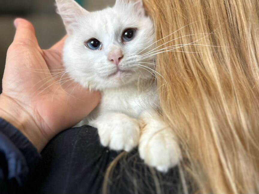 Нежная мурчалочка -киска Ева