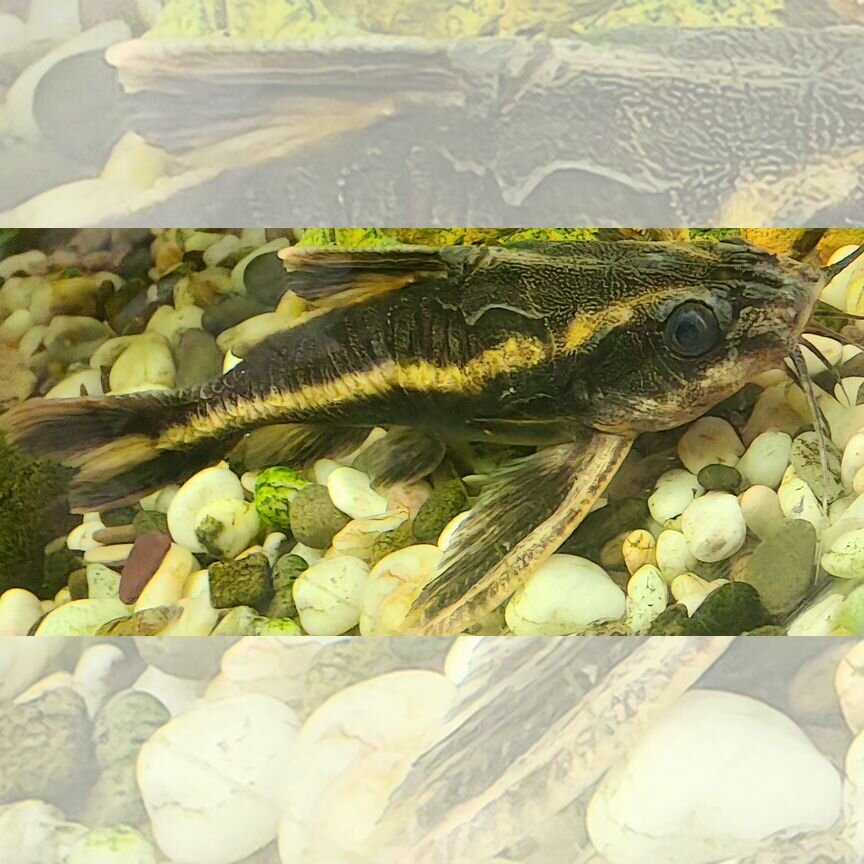 Платидорас (поющий сомик)