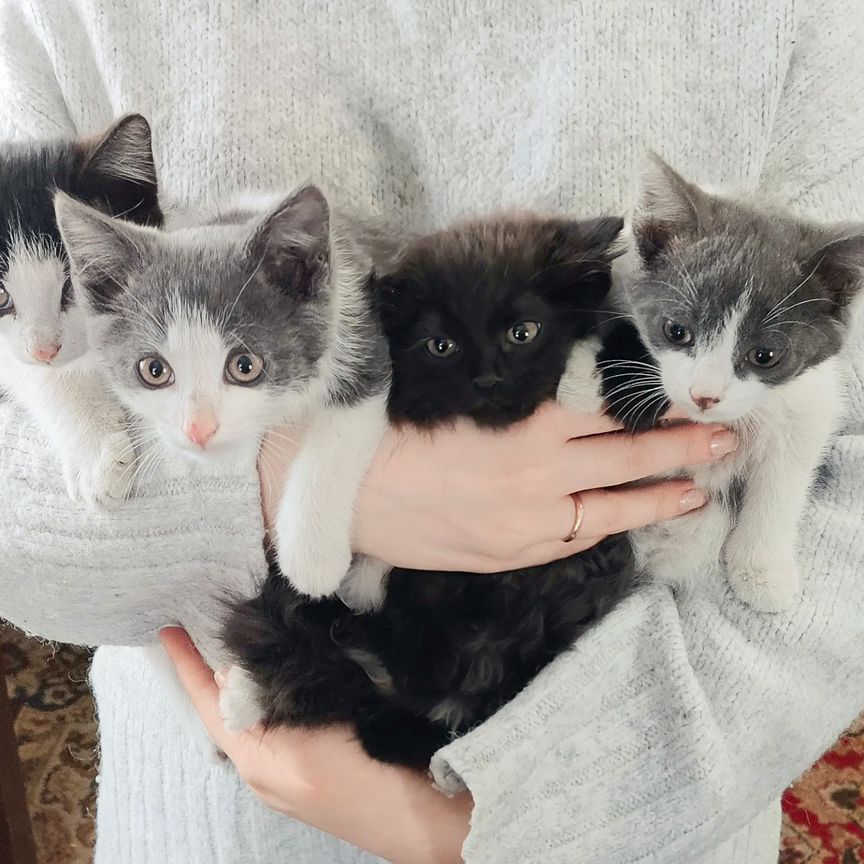 Котята в добрые руки