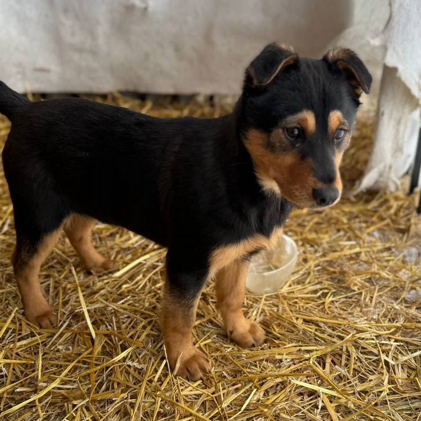 Щенок в добрые руки