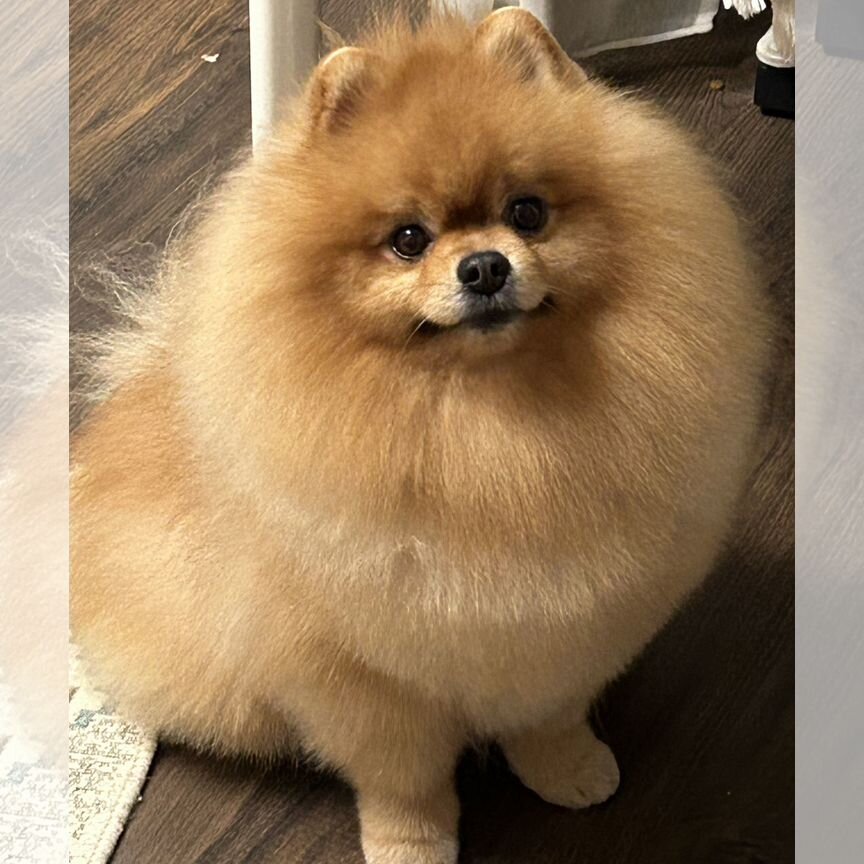 Собачий пух Шерсть