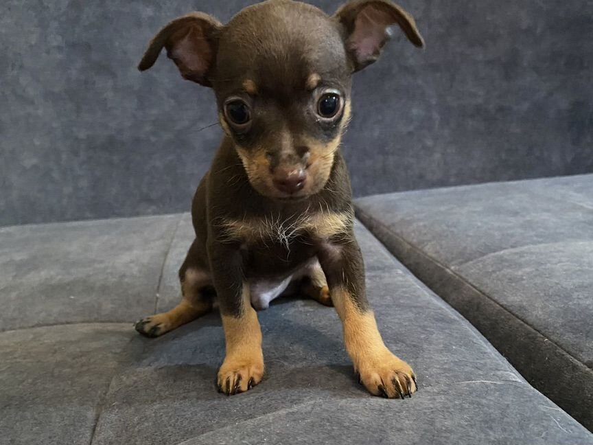 Мини той-терьер