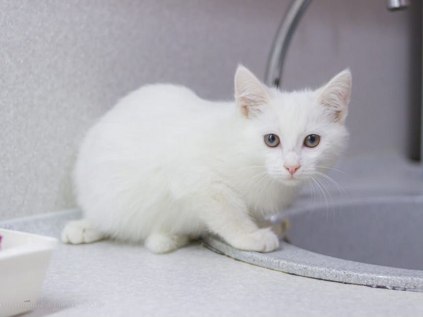 Белоснежный котик