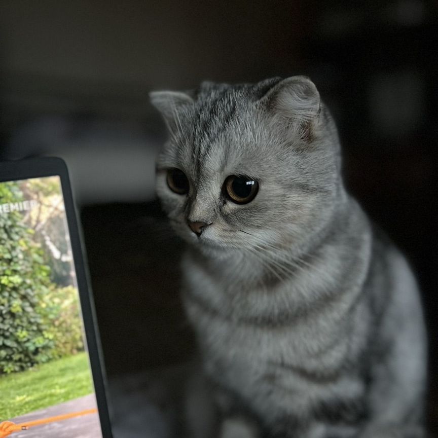 Шотландская кошка вязка