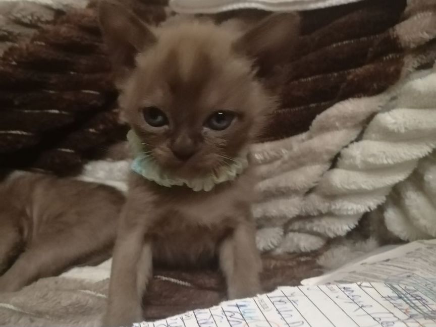 Бурма котики