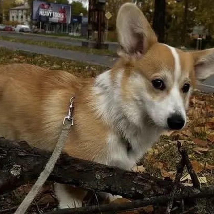 Вельш Корги Пемброк, щенок