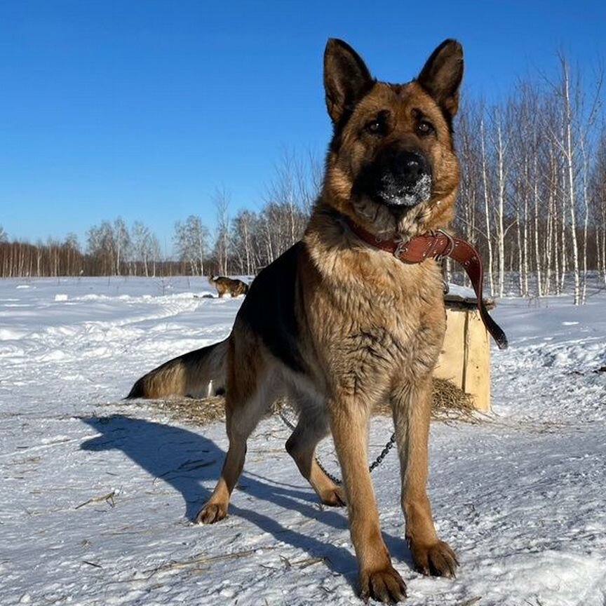 Немецкая овчарка, Елена, в добрые руки