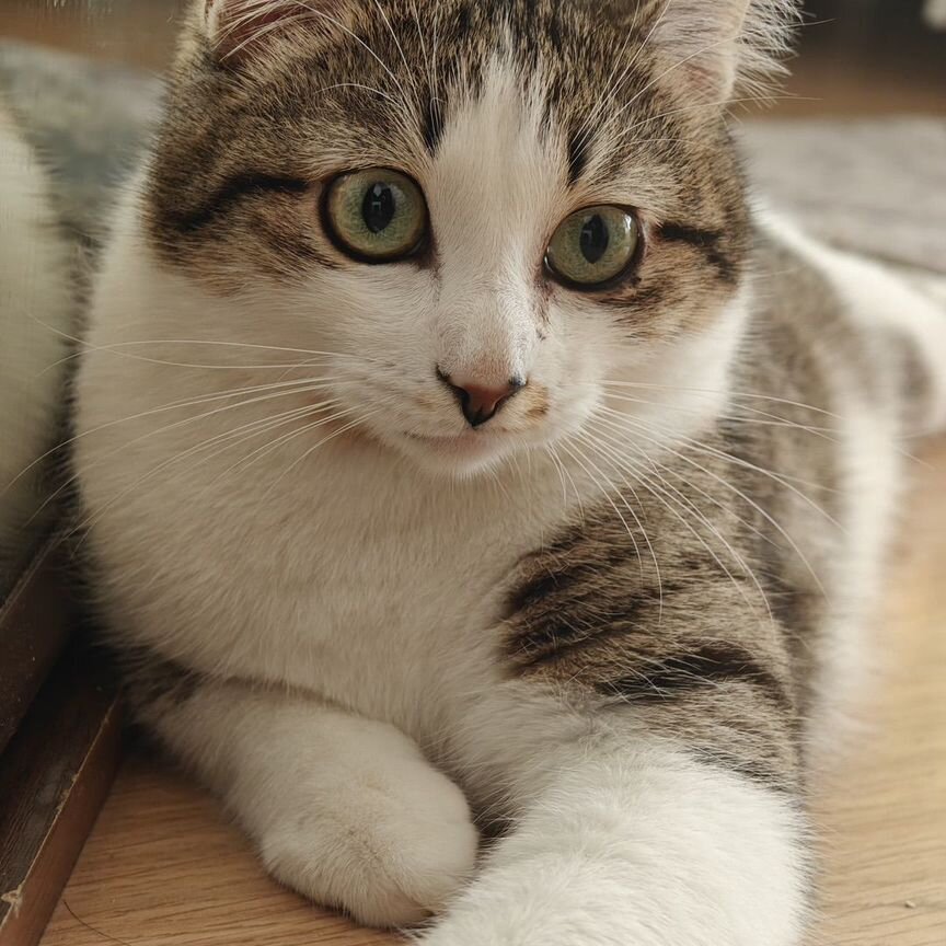 Кошка в добрые руки москва