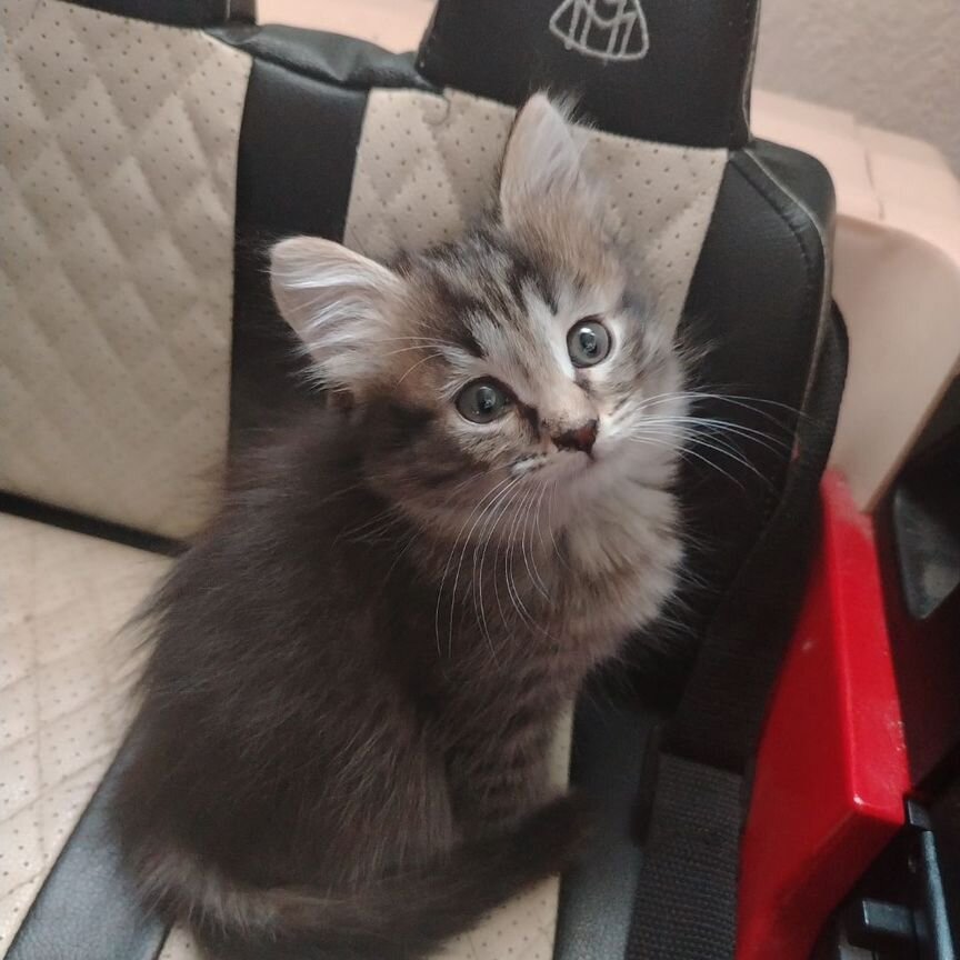 Домашние животные котята
