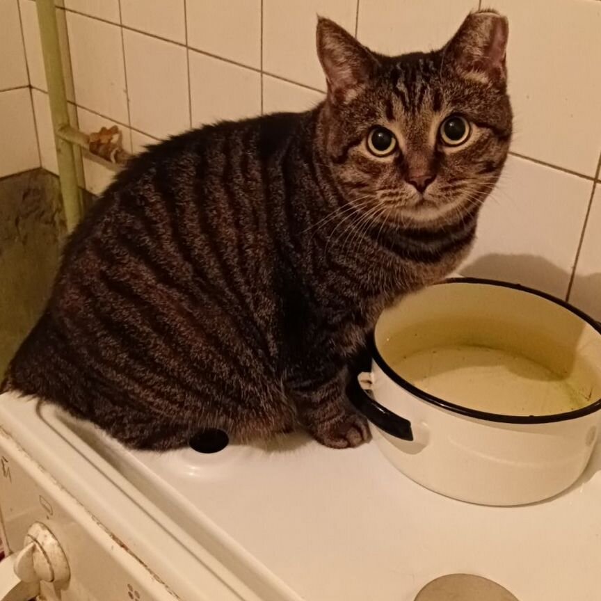 Балдёжная кошка