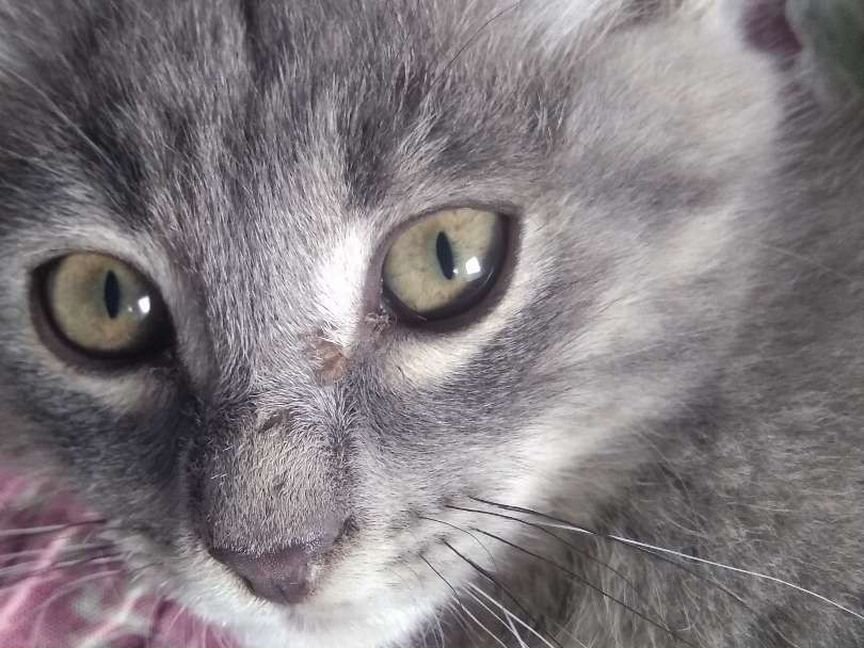 Котенок девочка в добрые руки