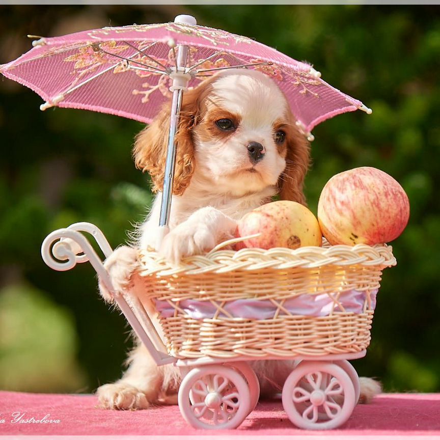 Кавалер кинг-чарльз-спаниель, щенок