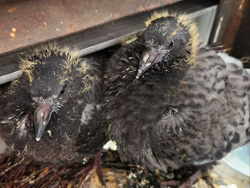 Сизый голубь